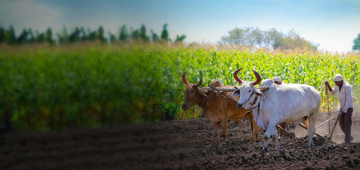 Who We Are – Humpy Farms