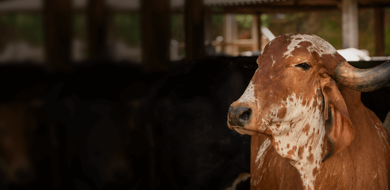 Humpy A2 Milk – Humpy Farms